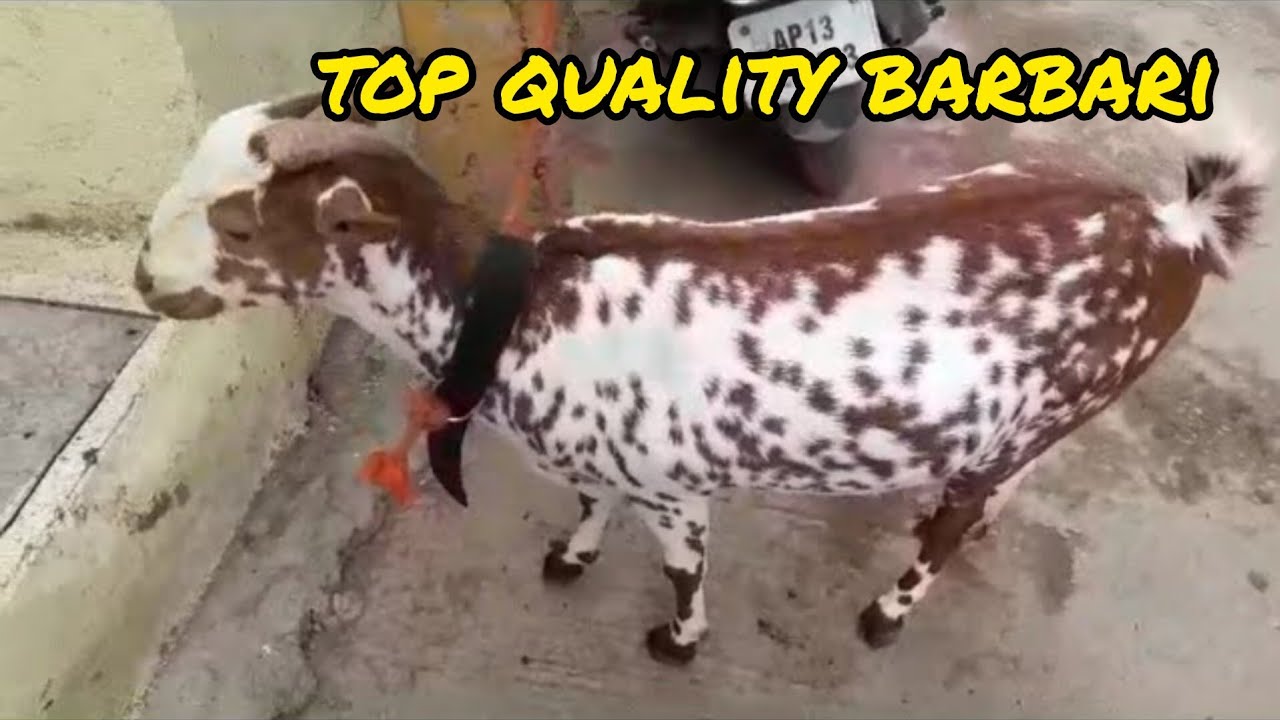 top quality barbari goats available in Hyderabad Golconda qila moti ...