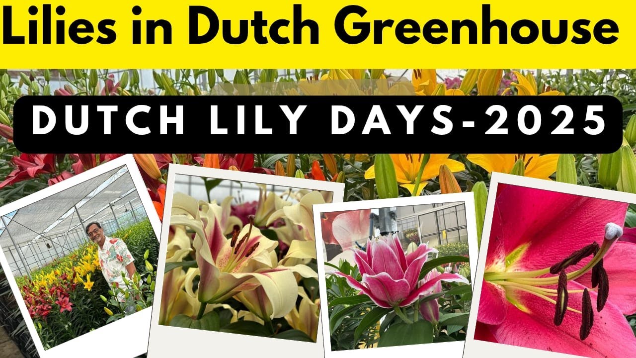 Dutch Lily Days 2025 | Lily Varieties | Asiatic Oriental & Hybrids with ...