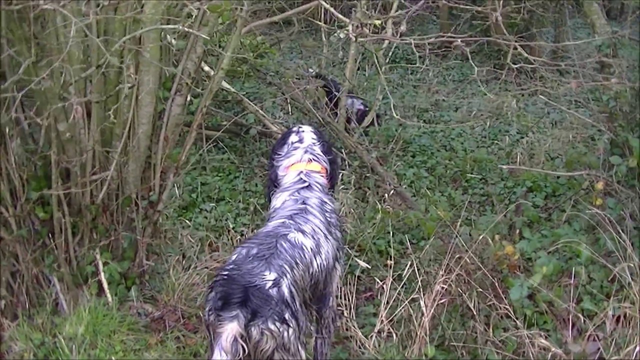 Chasse perdrix Bretagne - YouTube