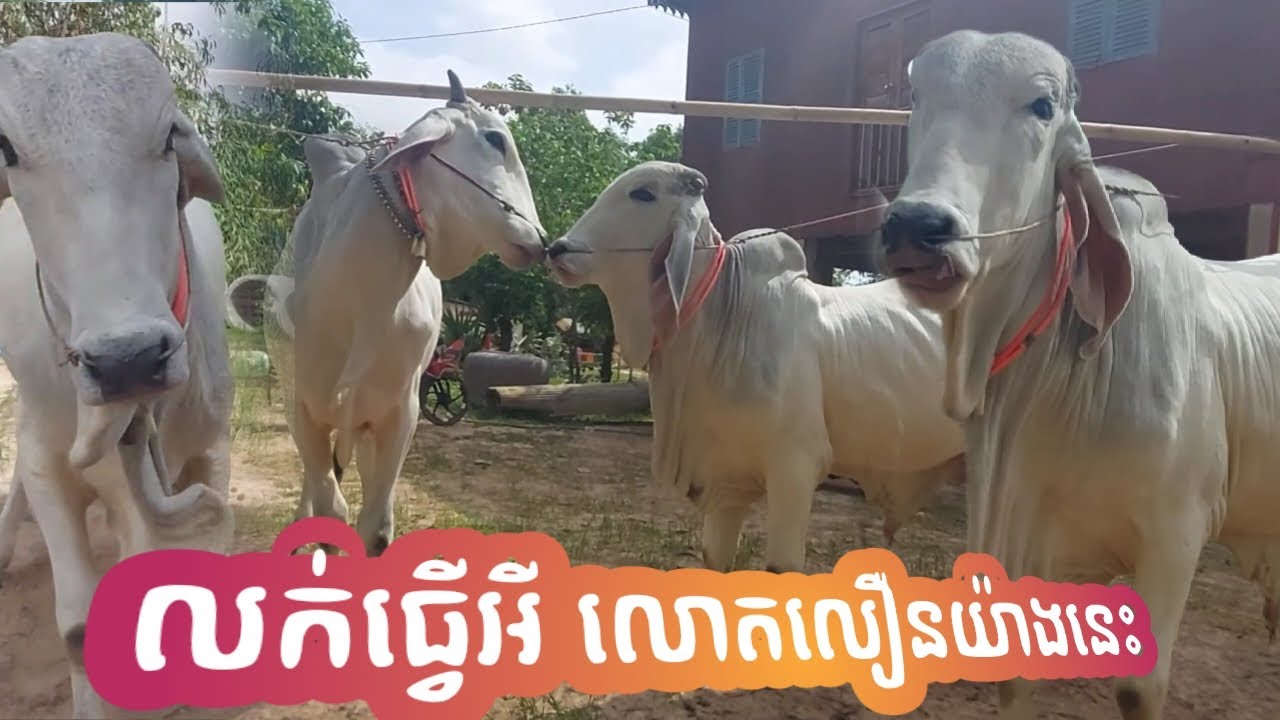 Want to sell 3 cows, the most famous cow - YouTube