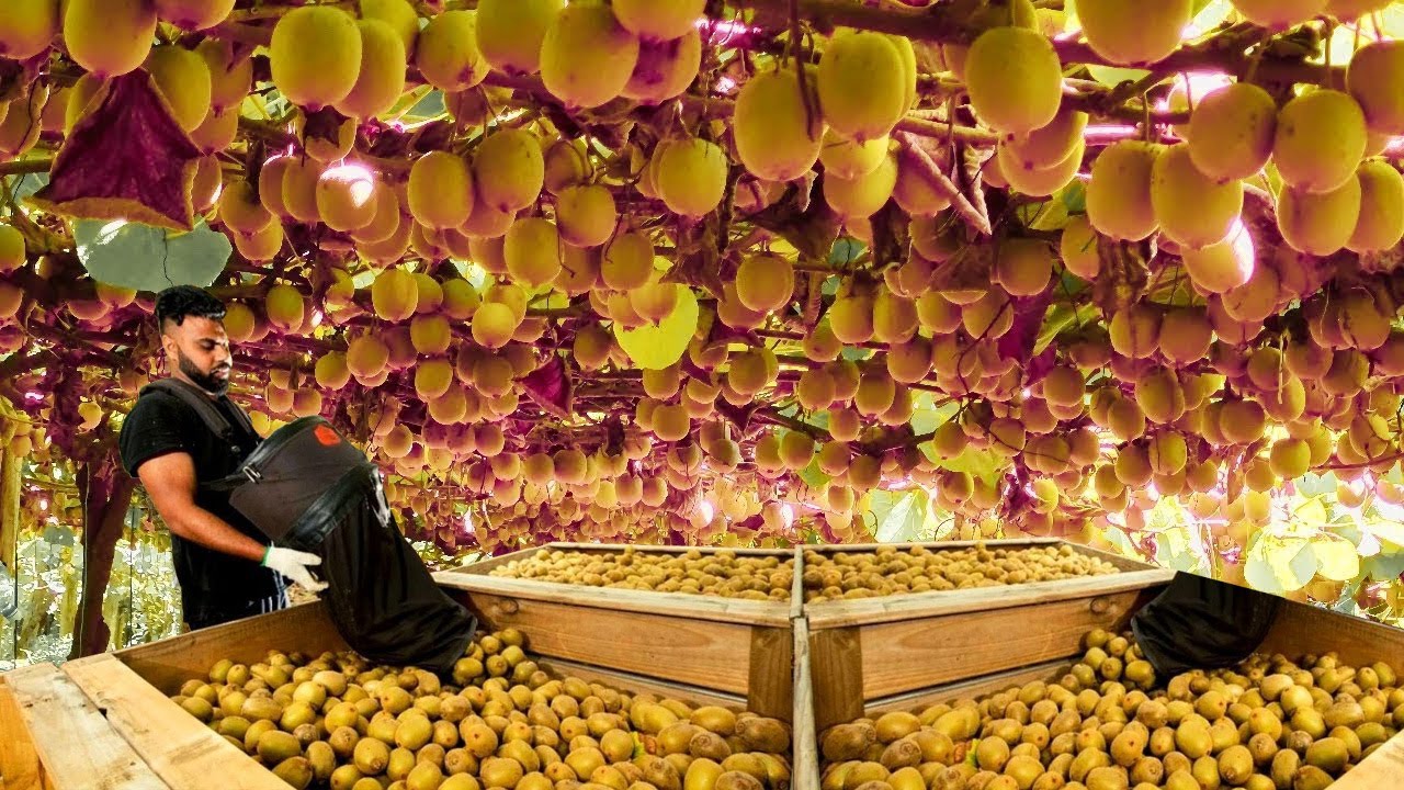 AMAZING KIWI FRUIT FARMING PROCESS IN NEW ZEALAND - HOW TO KIWI FRUIT ...