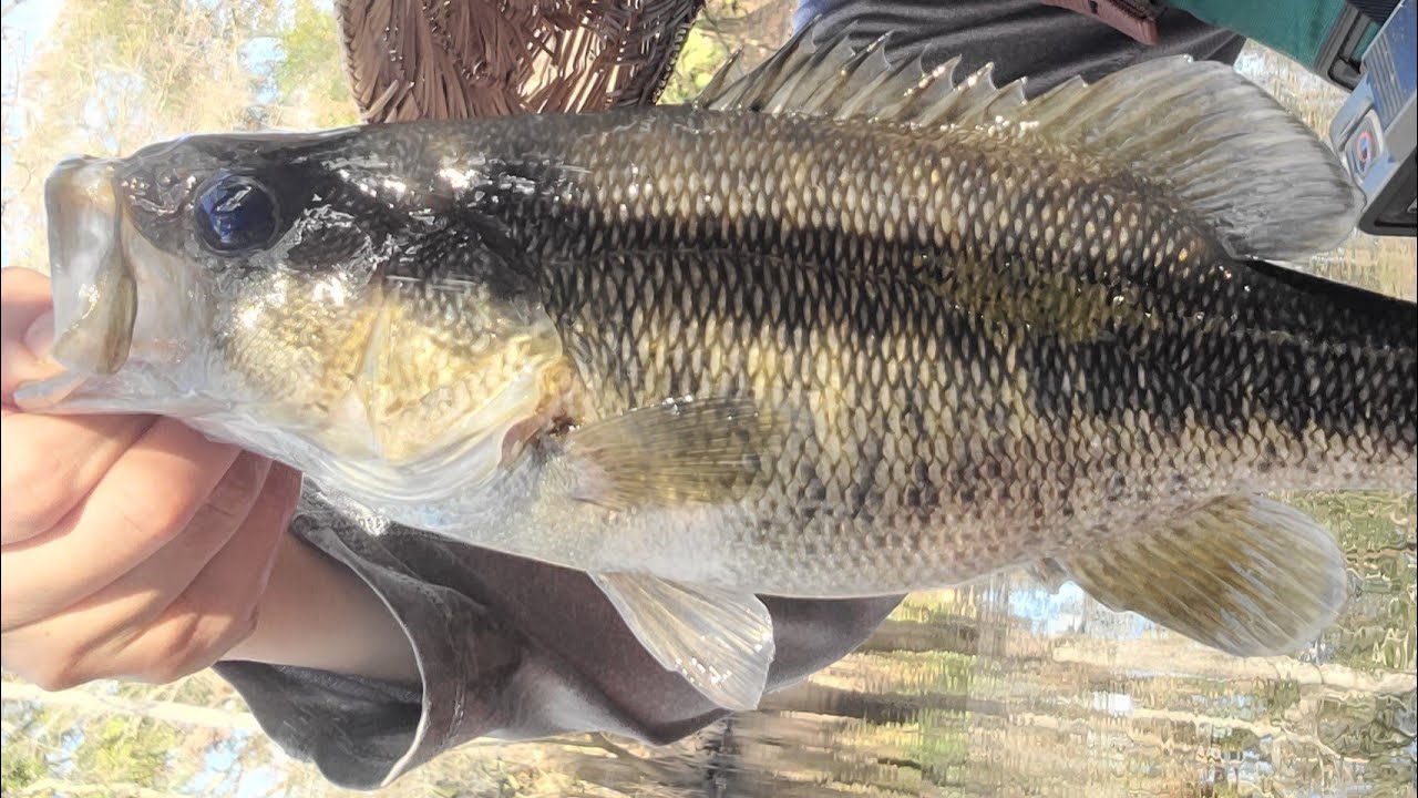 Georgia Bass Slam 2023 - Suwanee Bass - YouTube