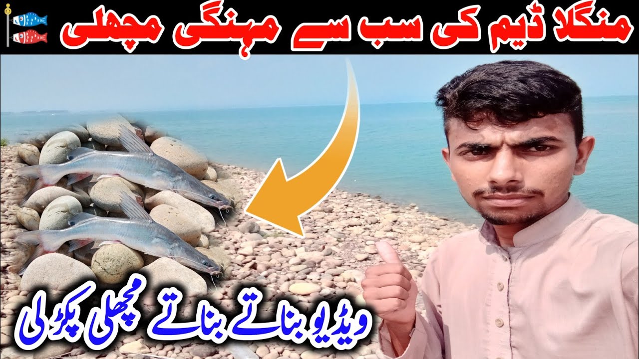 All Expensive fish of Mangla Dam | Mangla Dam Mirpur Azadkashmir Fresh ...