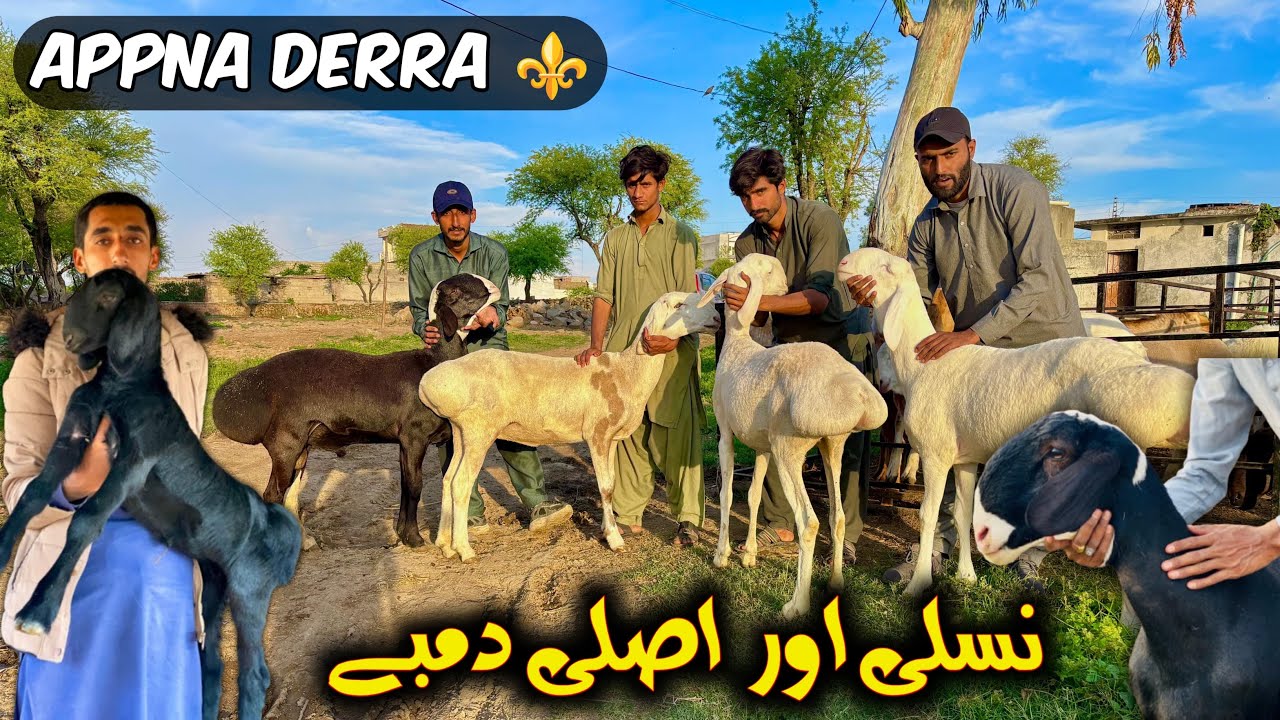 Top quality Talagangi dumba forming/Apnna Derra 8 April 2026# ...