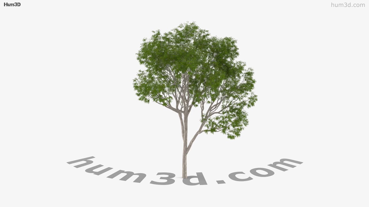 Eucalyptus Tree 3D model by 3DModels.org - YouTube
