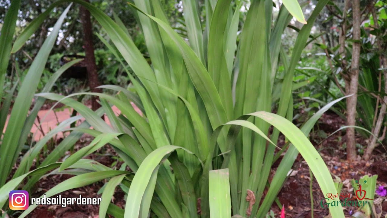 Giant Iris: Propagation by Division and Plant Care Tips. - YouTube