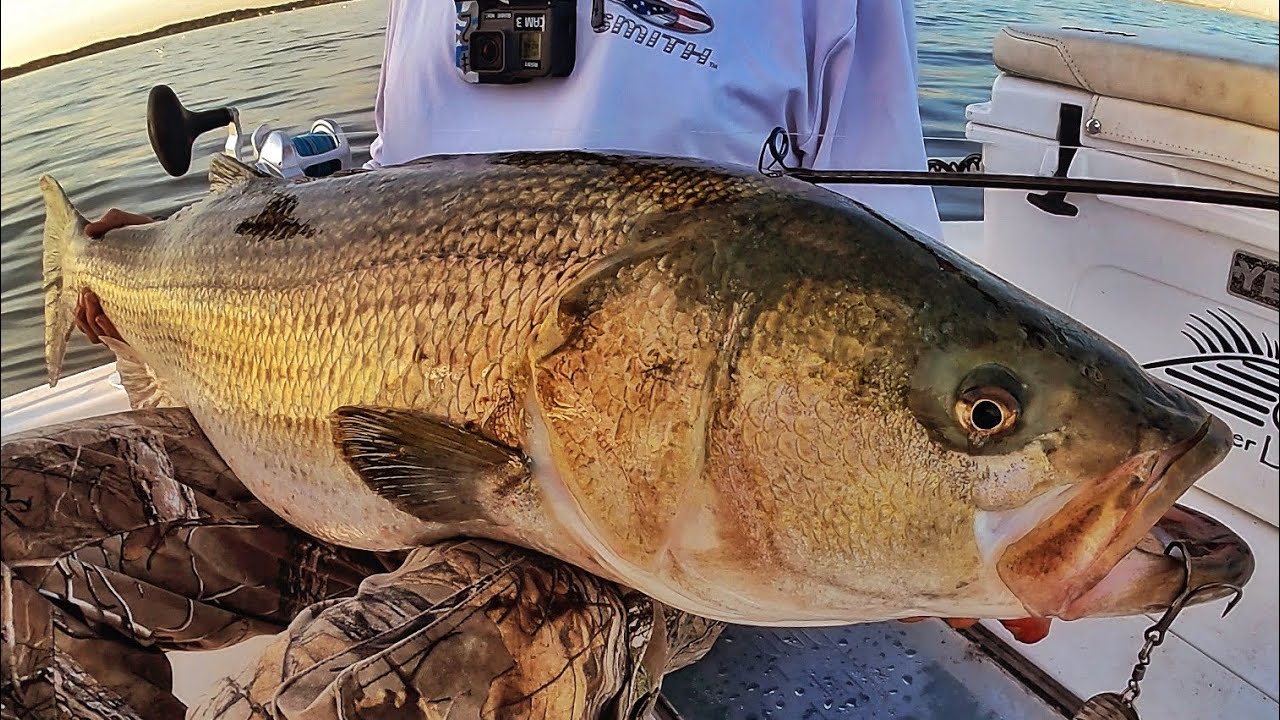 Striper Fishing Rod that’s WAY TOO LIGHT for fish this big! Simrad ...
