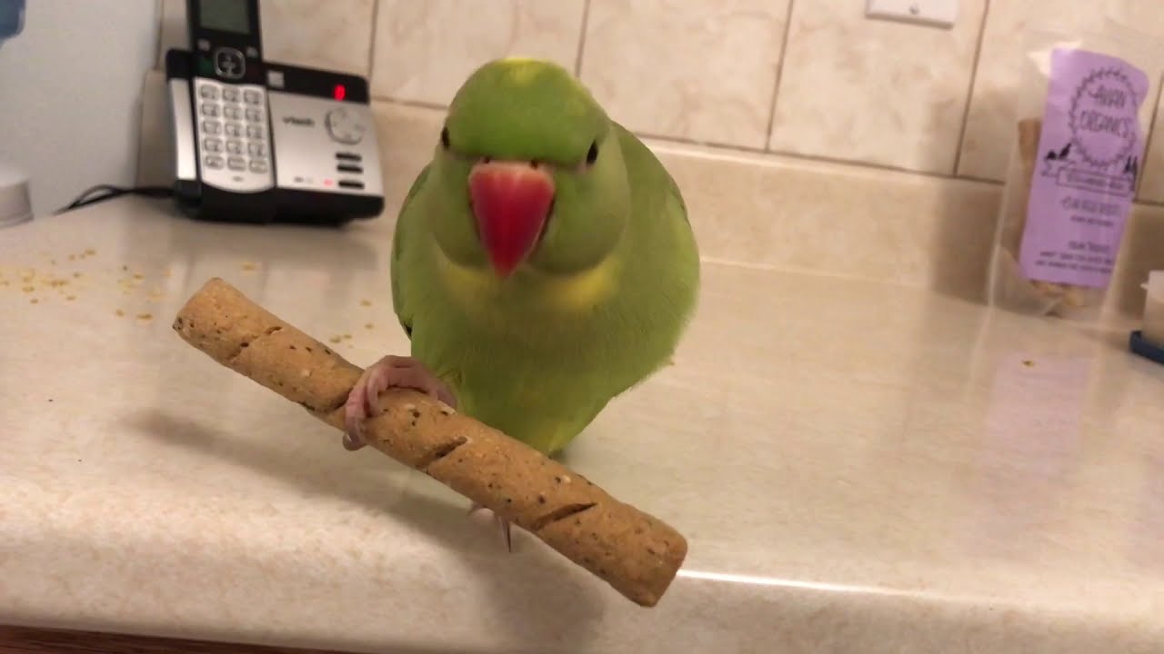 Funny parrot keeps stealing the biggest pieces of crackers “to cute ...
