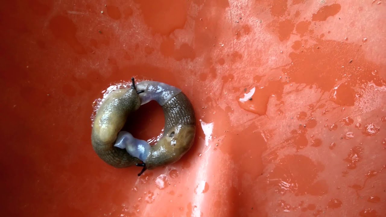 Reproduction of slugs / Как размножаются слизни - YouTube