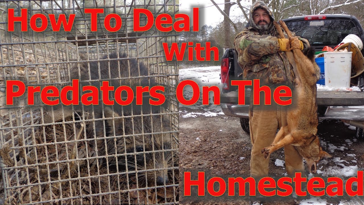 How To Deal With Predators on the Homestead - YouTube