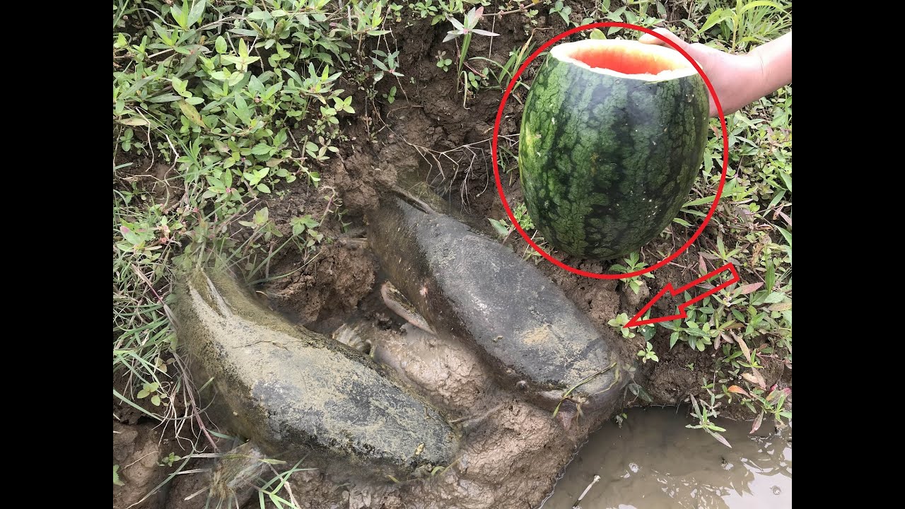 Amazing Life Hacks Fishing With Watermelon Catch Fishes From Hole ...