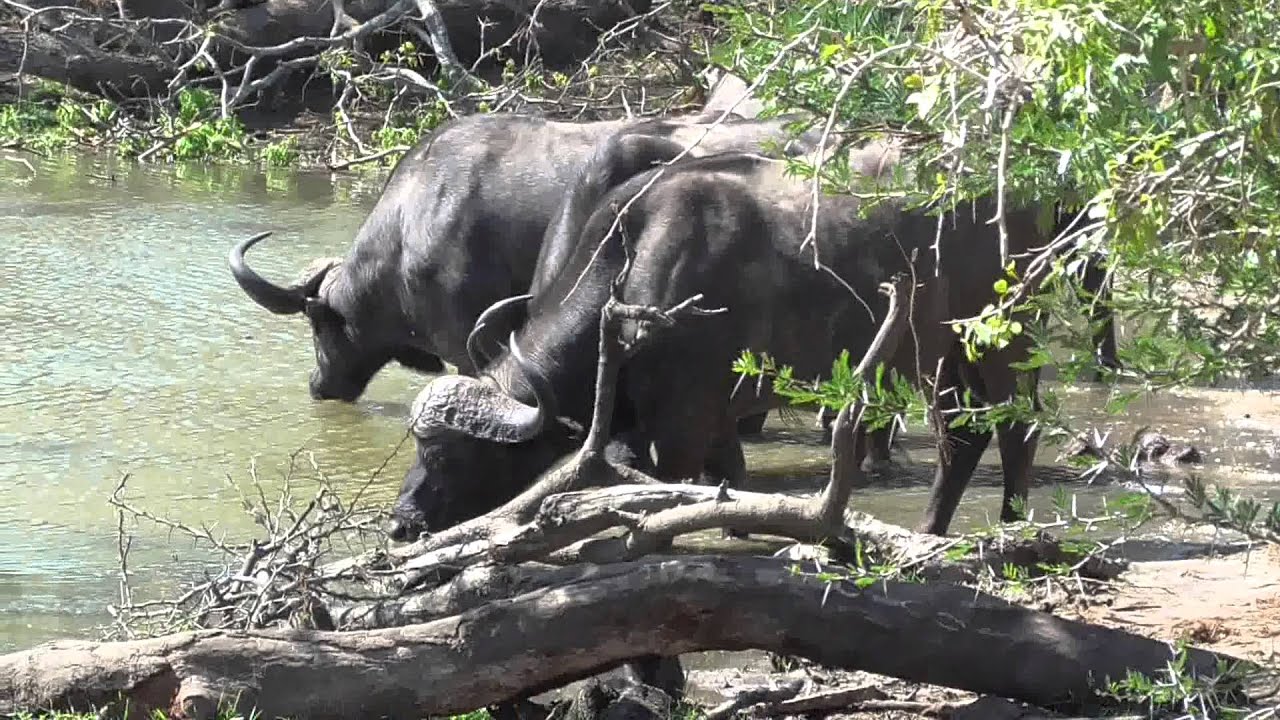 Water Buffalo drinking - YouTube