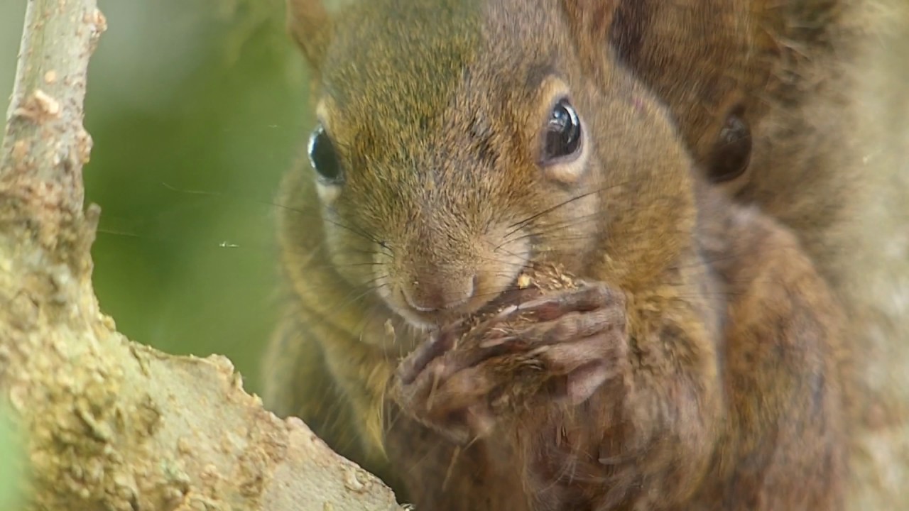 fauna brasileira INCRÍVEL SERELEPE CLOSE animal selvagem roedor ...