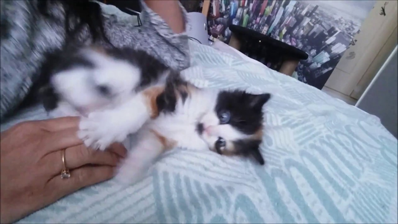 kitten too cute chaton trop mignon🌟🌟🌟 - YouTube