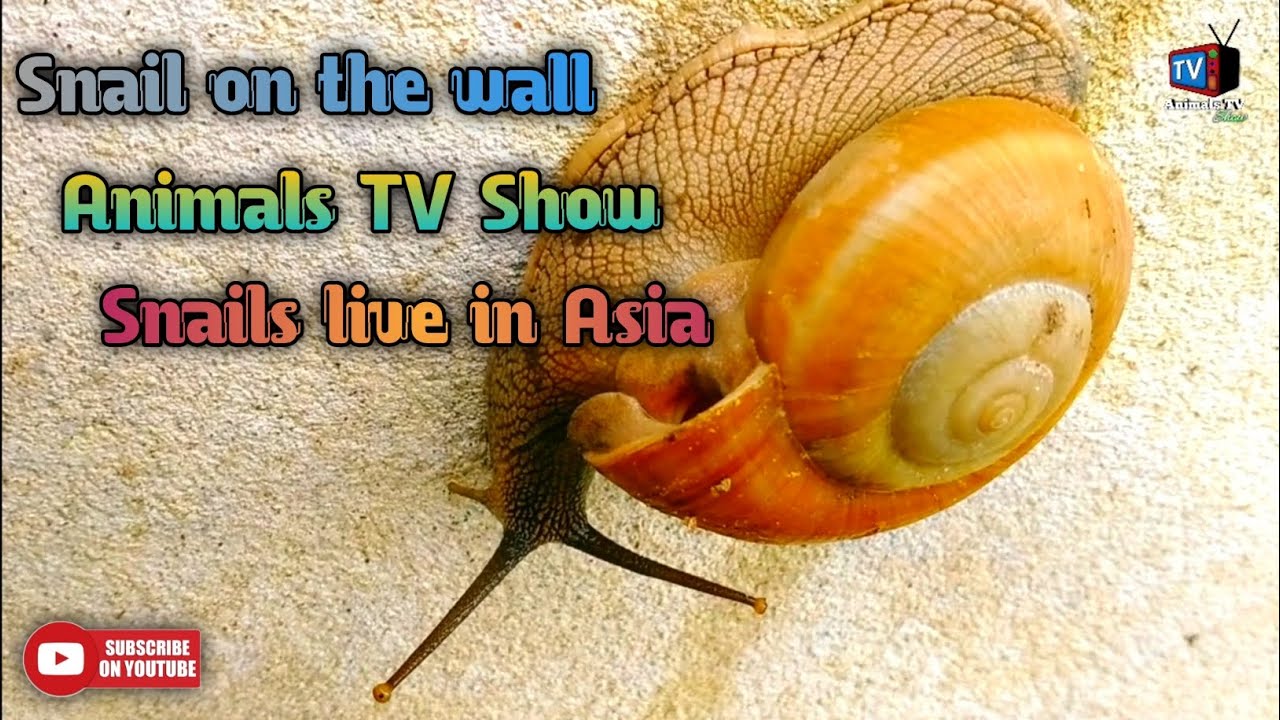 Snail on the wall animals TV show #snail #animalstvshow #snails - YouTube