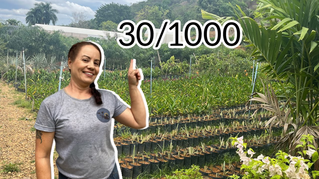Plantando árvores e cuidando da natureza - Vida simples no campo - YouTube