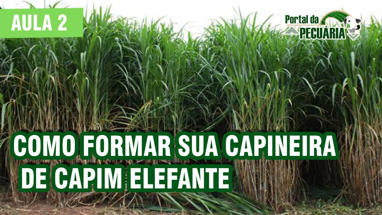 Como formar sua capineira de capim elefante - Parte 2 - YouTube
