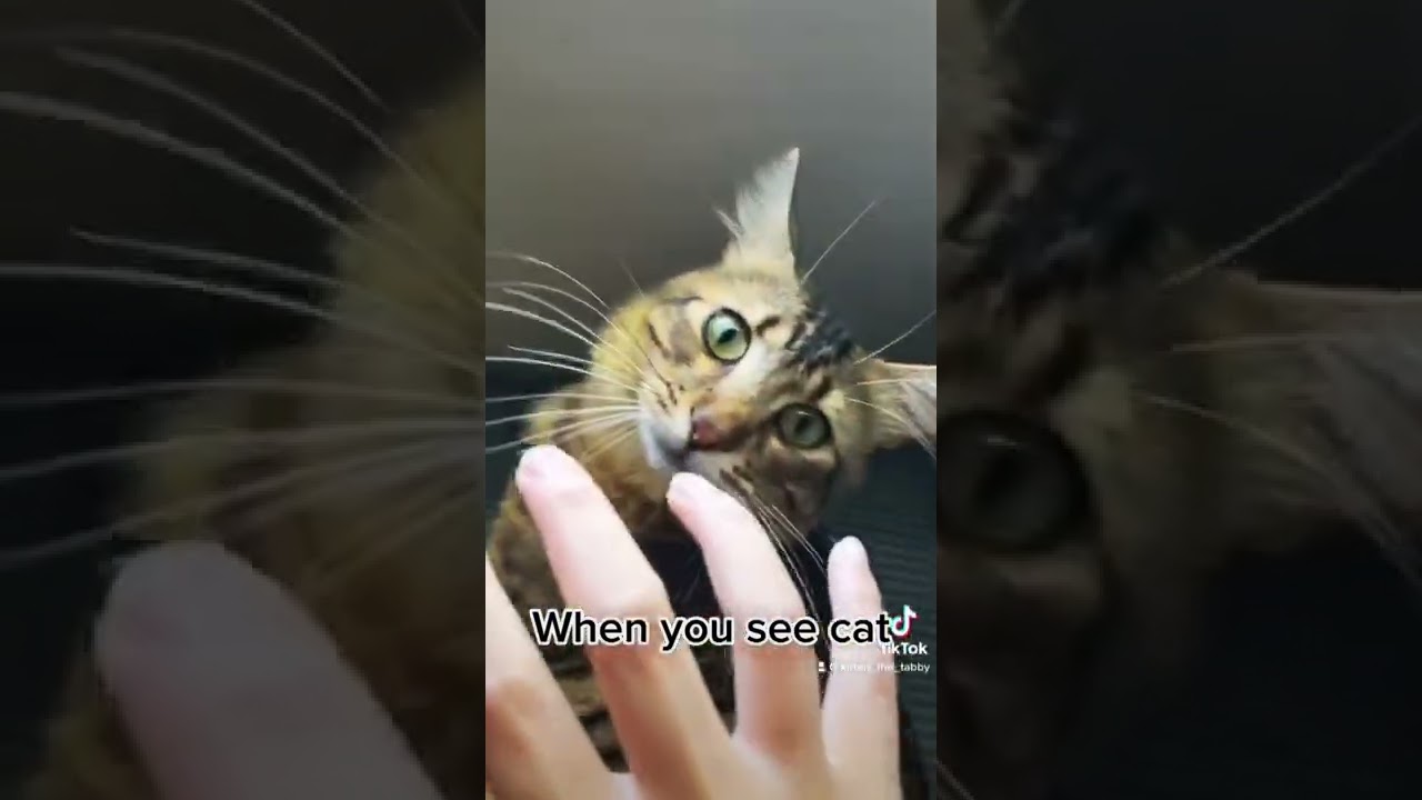 When you see cat… - YouTube