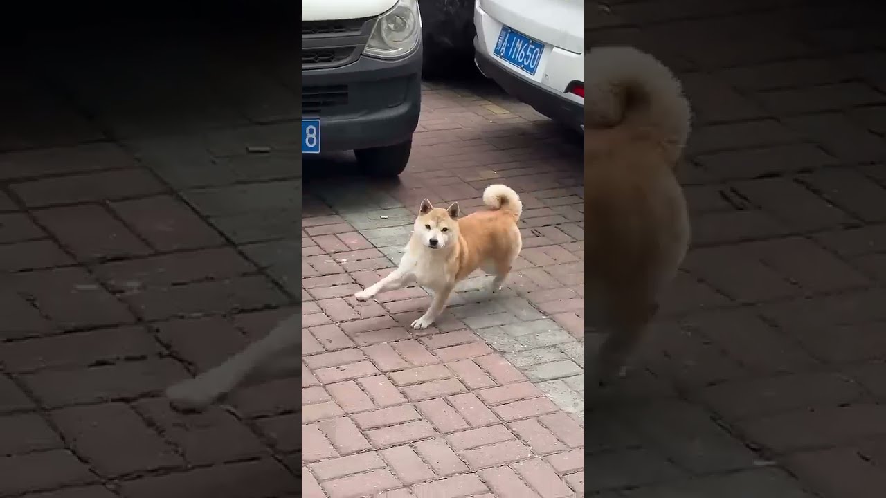 它真的好開心🤣🤣 - YouTube @gerd22 9 天前 Shiba Inu learns how to slickback. https://img.bc3ts.net/video ...