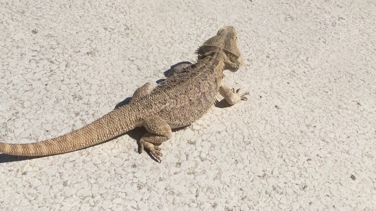 Bearded dragon hunts crickets outside (Γενειοφόρος δράκος κυνηγά ...