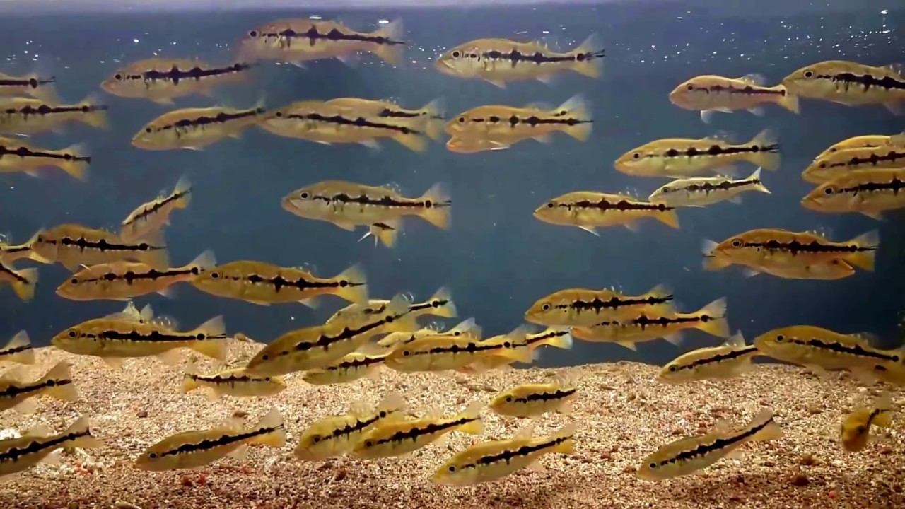 Cichla "Ocellinae" (Cichla sp.aff. ocellaris x Cichla melaniae) - YouTube