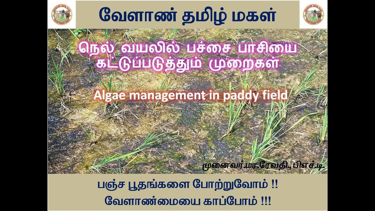 நெல் வயலில் பச்சை பாசியை கட்டுப்படுத்தும் முறைகள் / Algae Management in ...