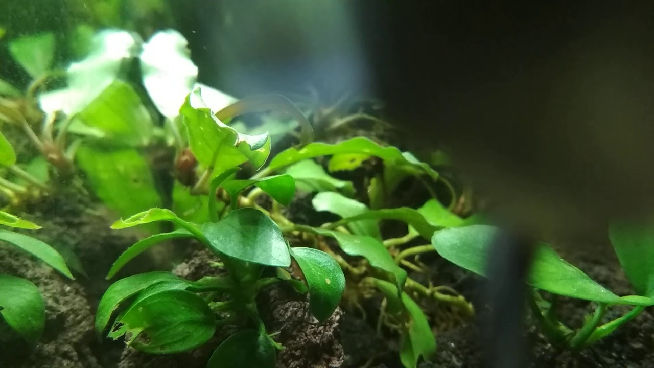 Relaxing with my bucephalandra aquascape #goldfish aquascape - YouTube