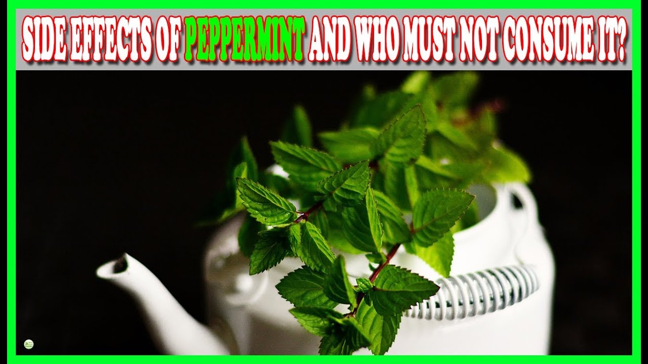 Side Effects Of Peppermint And Who Must Not Consume It? | Best Home ...