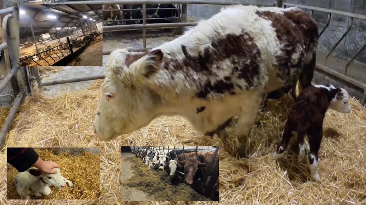 NEW LIGHTING IN CALVING SHED, CALF LOSS AND CALVING UPDATE - YouTube