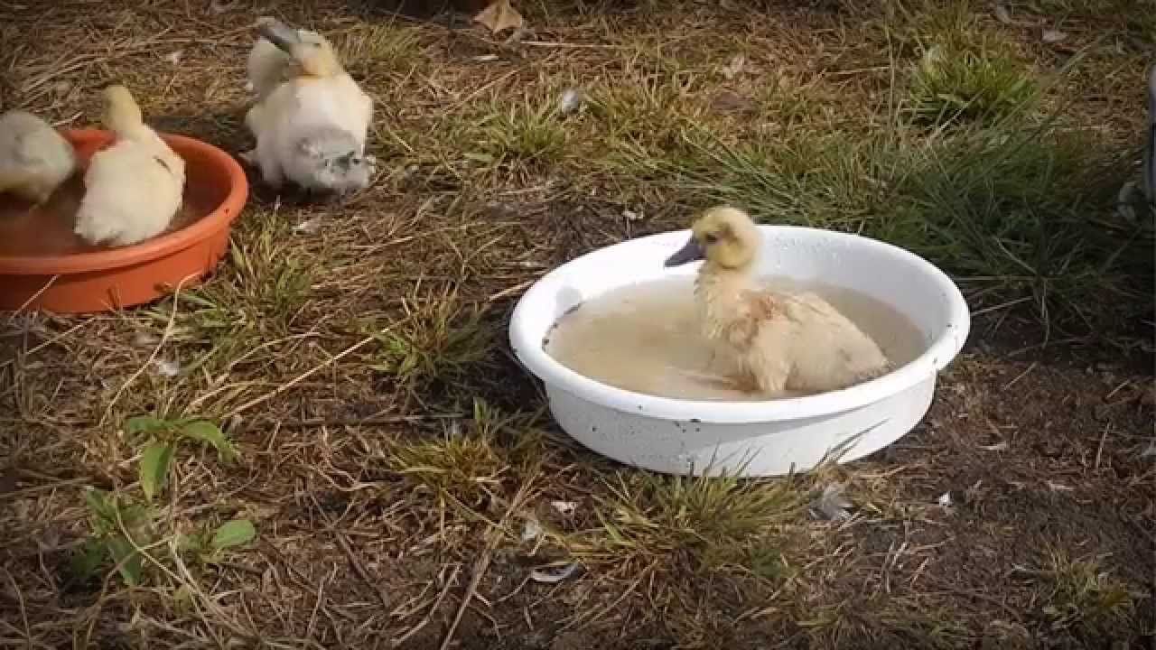 Raising Ducks: 3-week-old Muscovy Ducklings Swimming, Splashing, and ...