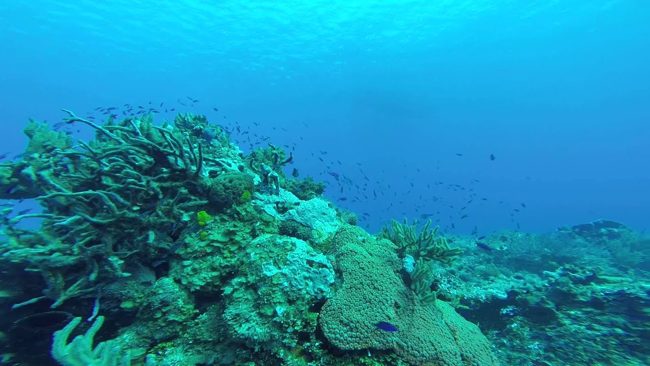 Coasting the Columbia Reef, Cozumel - YouTube