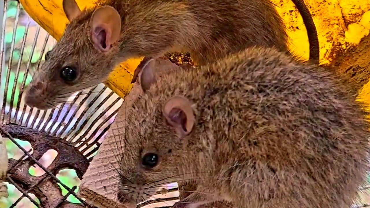 Sri Lanka,ශ්‍රී ලංකා,Ceylon,Chestnut White-Bellied Rat,Niviventer ...