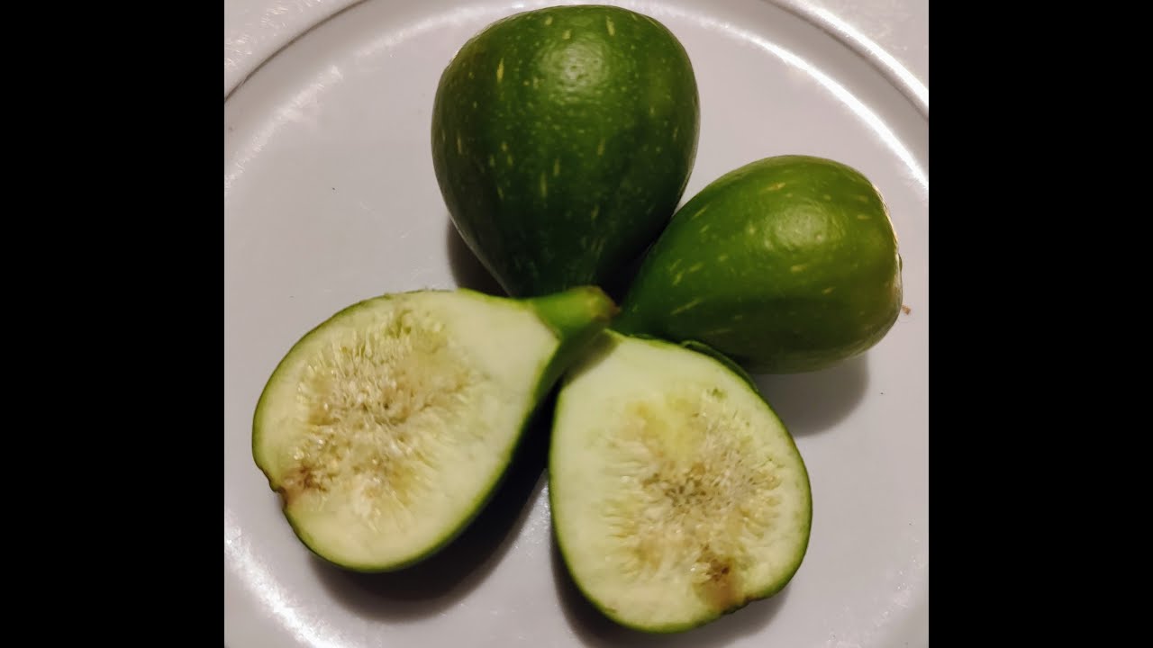 BREVAS FRUTA DE LA MUJER de alto contenido nutritivo en fibra ...