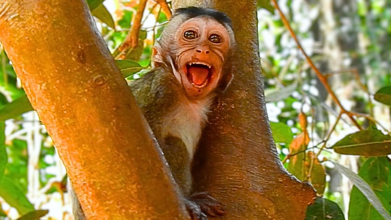 Little baby Monkey screaming loudly scared of mom leave him alone ...
