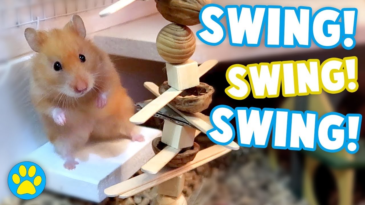Hamster REALLY Wants A Walnut! | Iodine The Syrian - YouTube