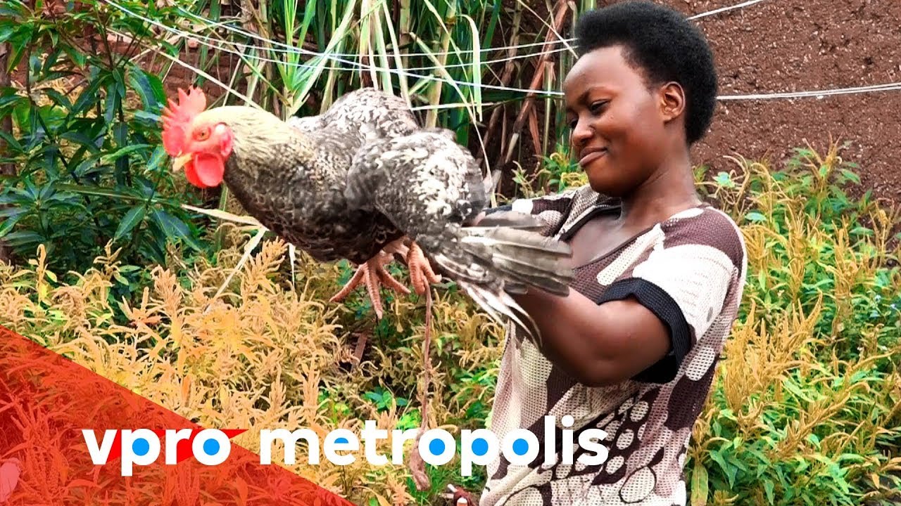 He must eat a whole chicken to get married in Rwanda - VPRO Metropolis ...