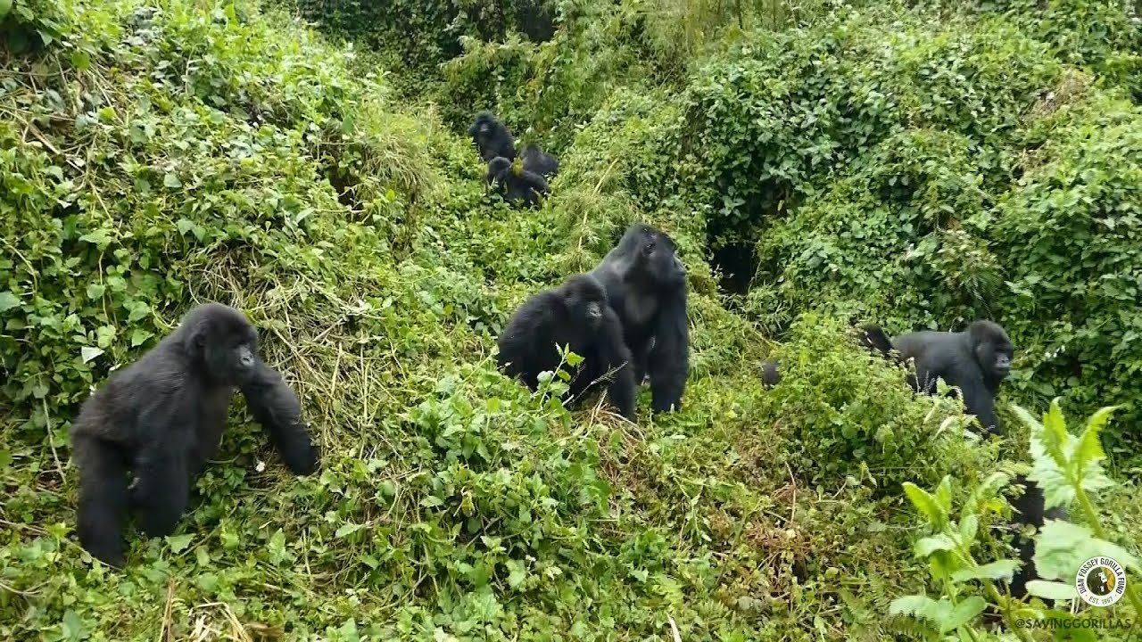 Two Gorilla Groups Meet | Silverback Displaying | Dian Fossey Gorilla Fund - YouTube