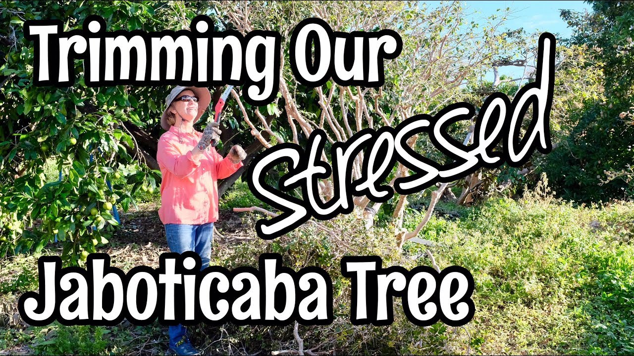 Trimming Our Stressed Jaboticaba Tree - YouTube