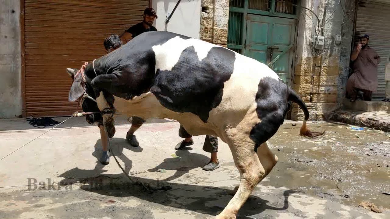 Qurbani Cow 2022