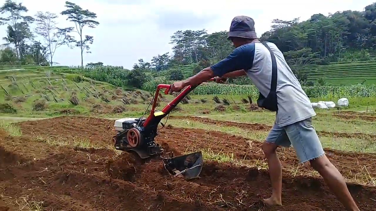 Proses Pengolahan Lahan Bekas Jagung - YouTube