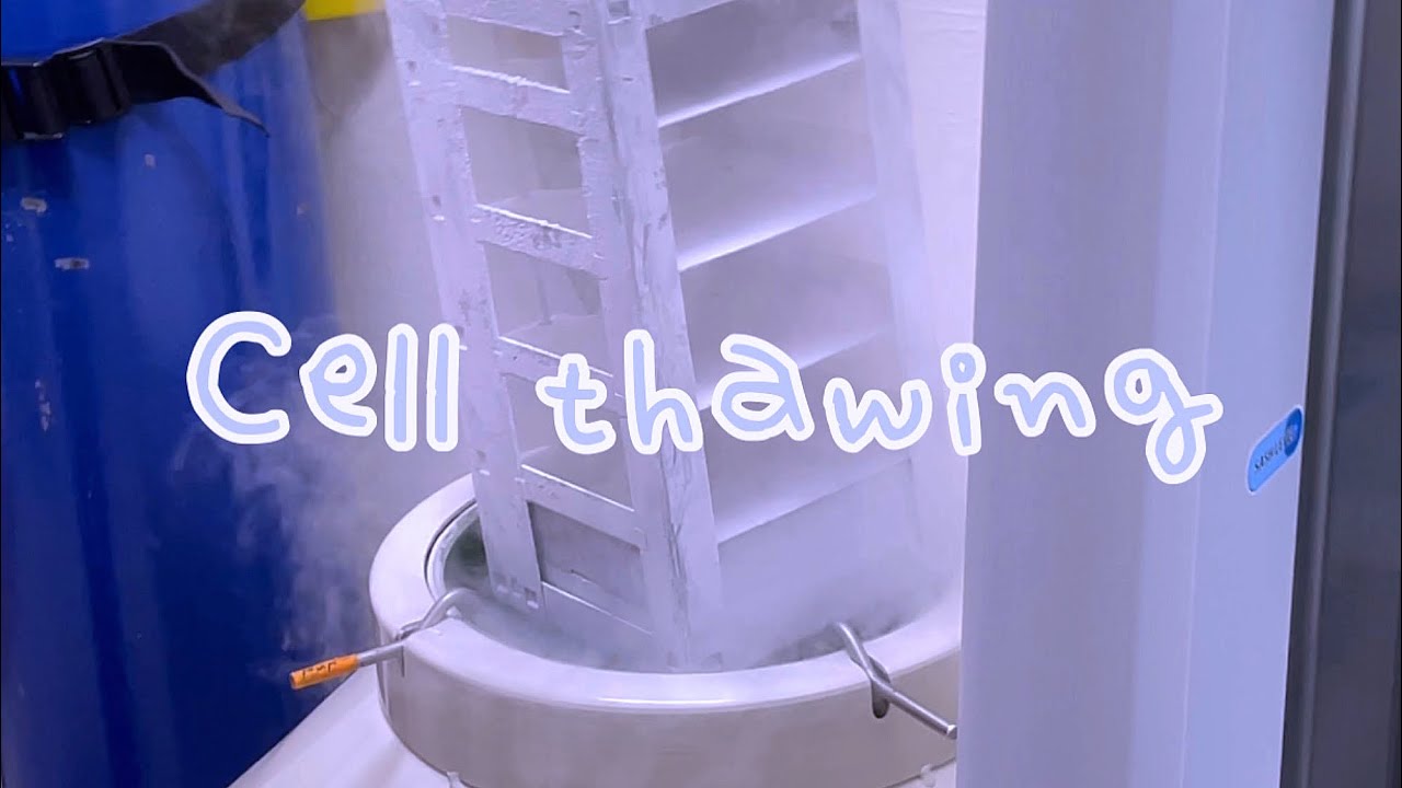 [세포실험] 세포배양 (Cell culture) : 세포 해동하는 방법 (Cell thawing) - YouTube