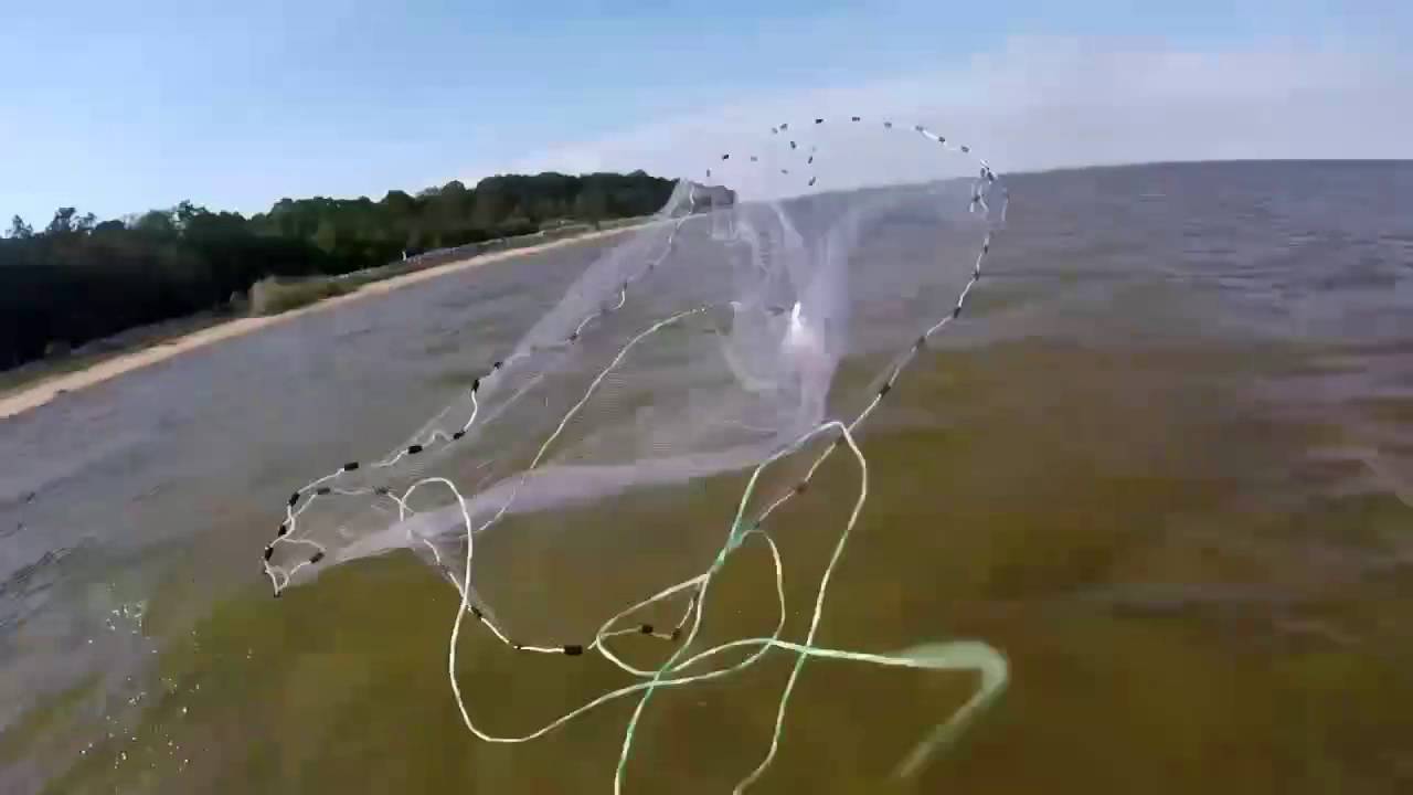 Catching Big Mullet in a Cast Net - YouTube