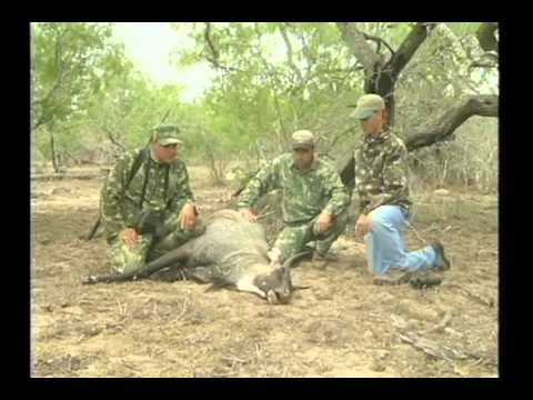 Hunting Nilgai Antelope in Kennedy County, Texas 1 - YouTube