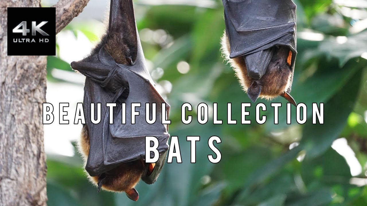 4K Bats🦇 - 4K Beautiful Bat🦇 - Bat 4k Ultra HD Videos - YouTube
