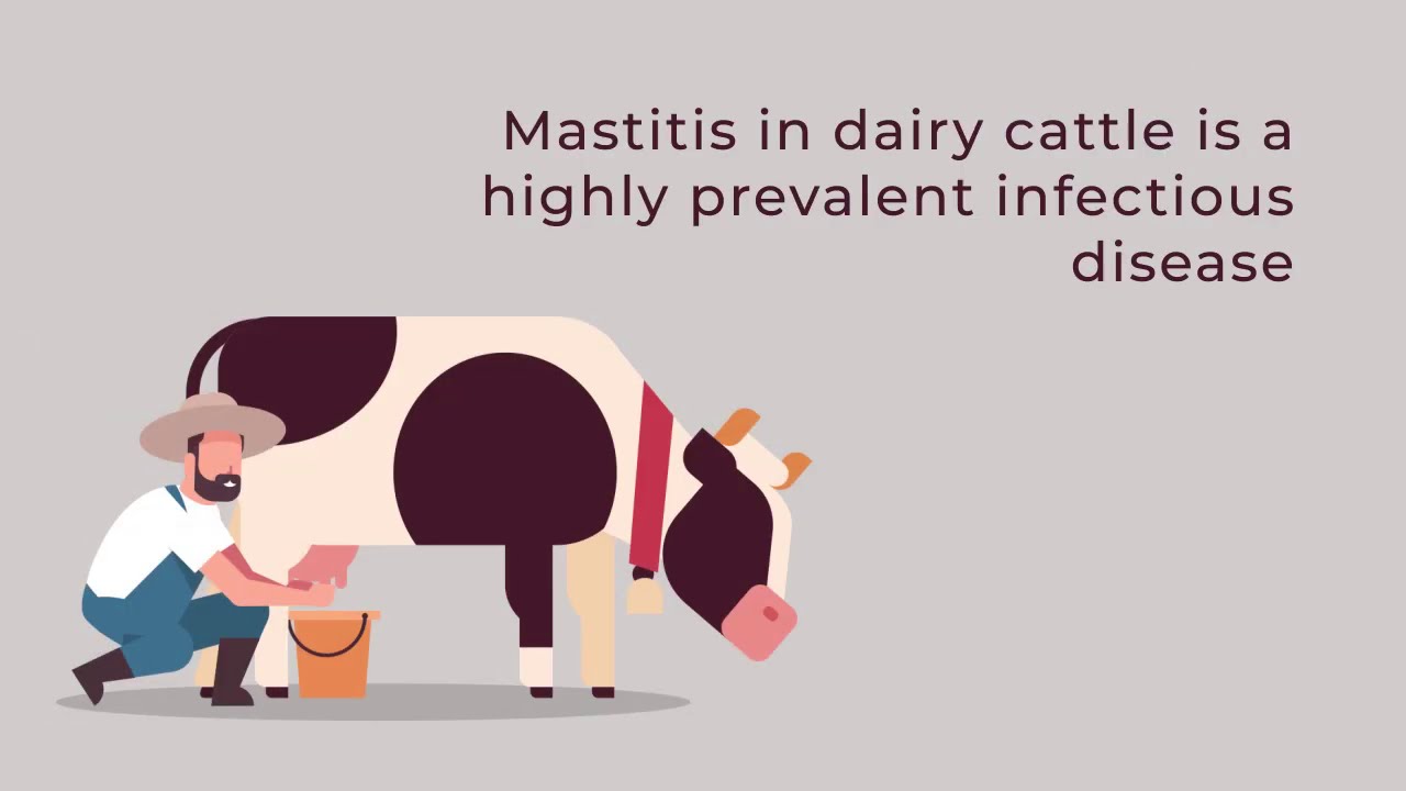 Recover your animal from Mastitis | Mastitis prevention | Improve milk ...