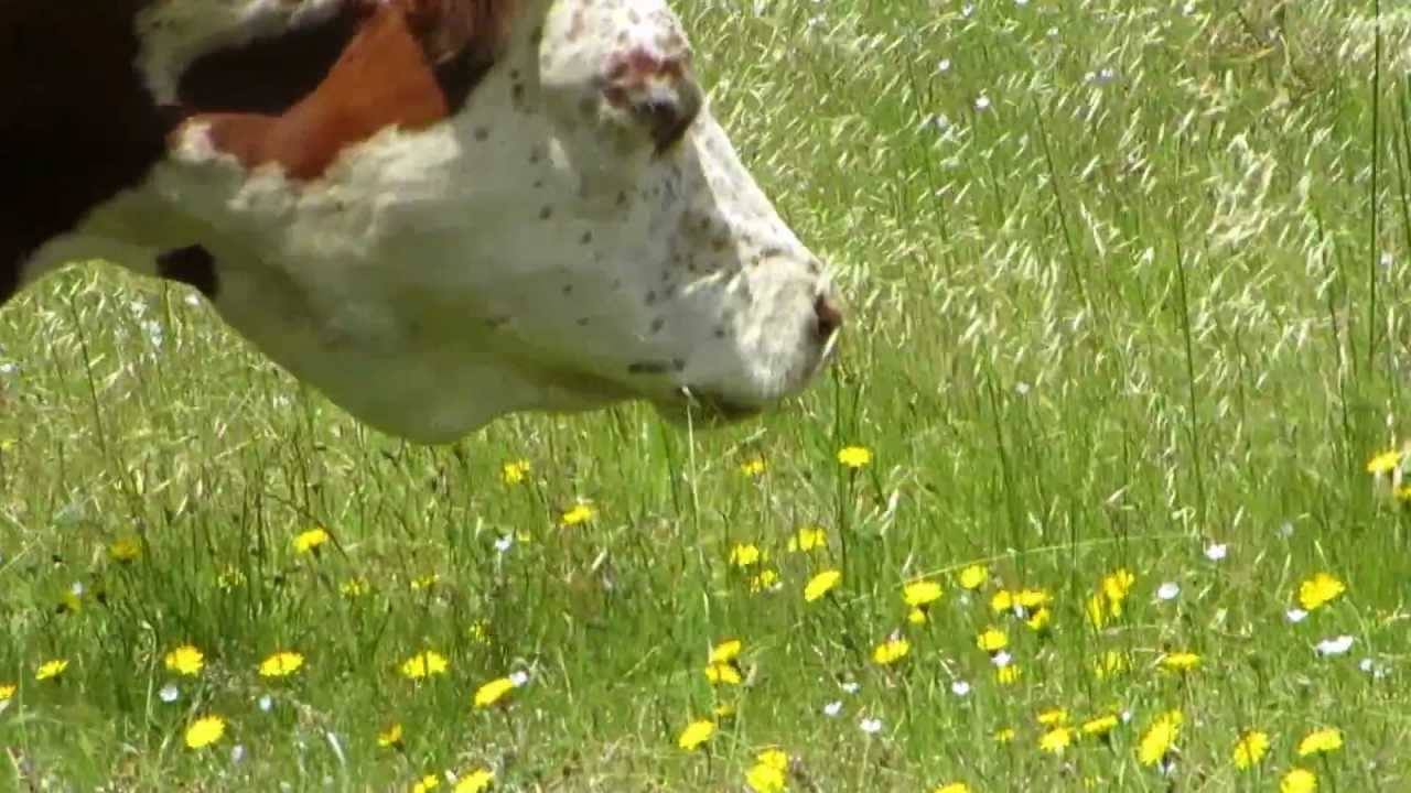 Free Range Cows Grazing in Big Sur - YouTube