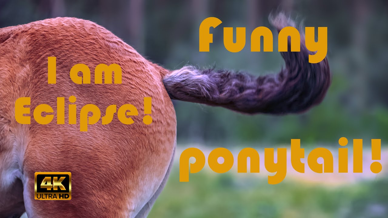 Funny ponytail! Смішний хвостик! - YouTube