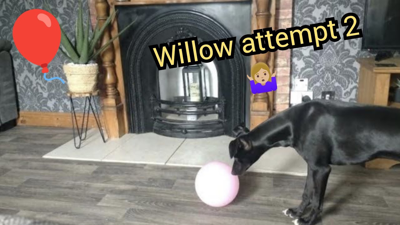 Willow the Whippet attempts again playing with the balloon 🎈 - YouTube