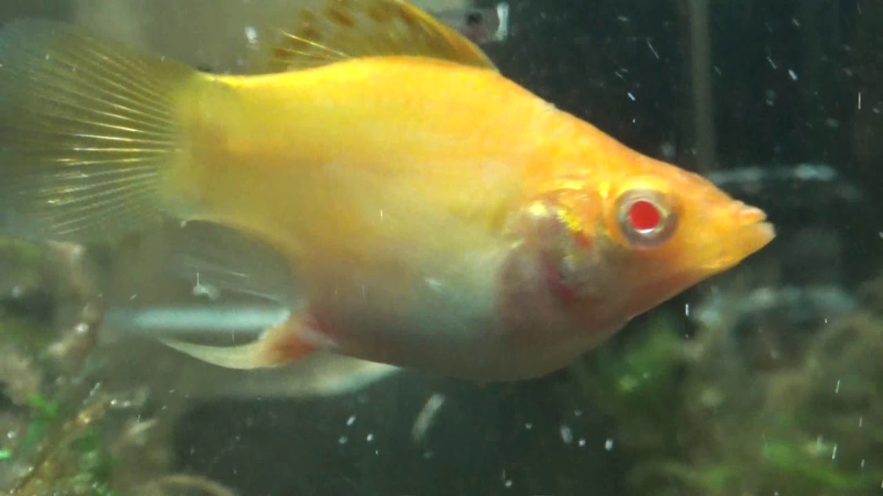 new born baby gold molly video - YouTube