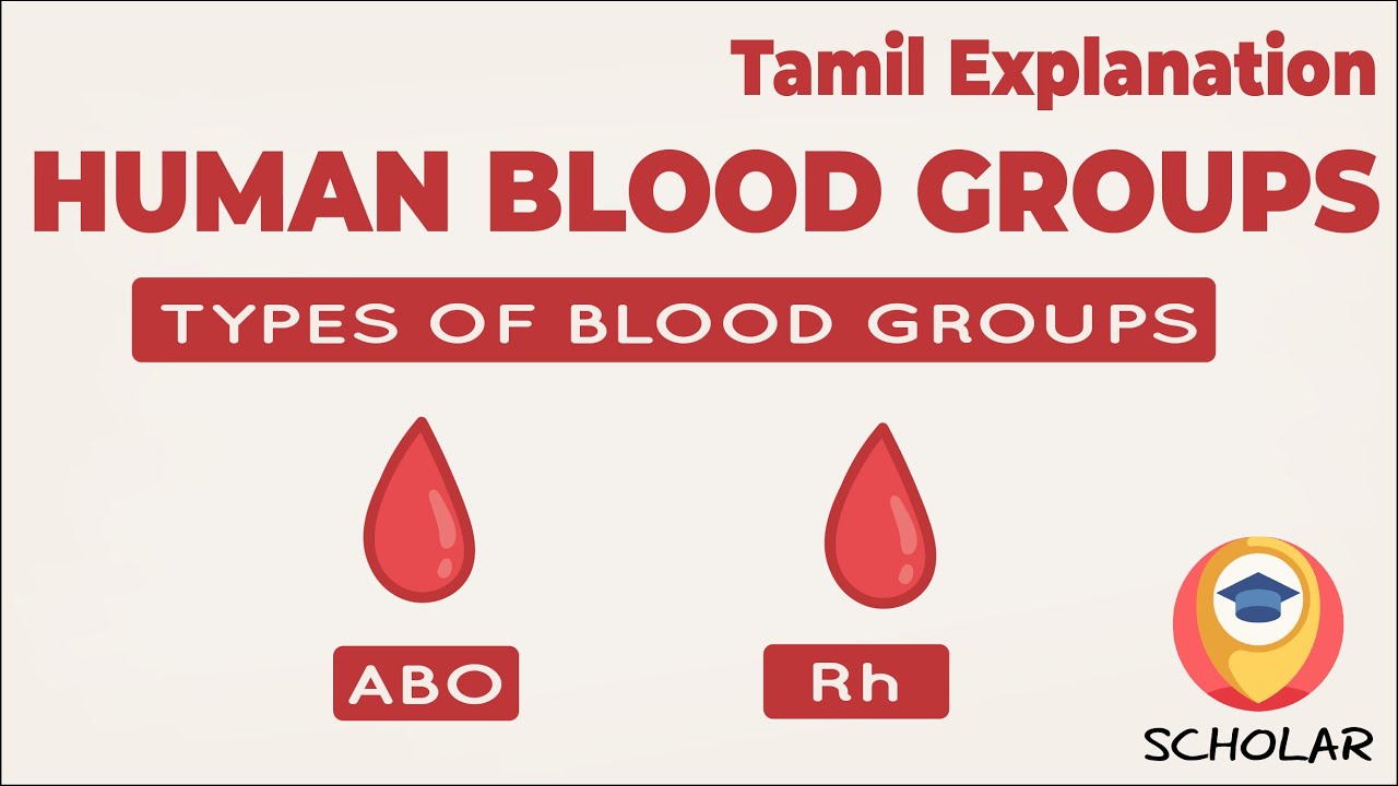 Explain Human Blood Groups in Tamil | Types of Blood Groups | ABO and ...